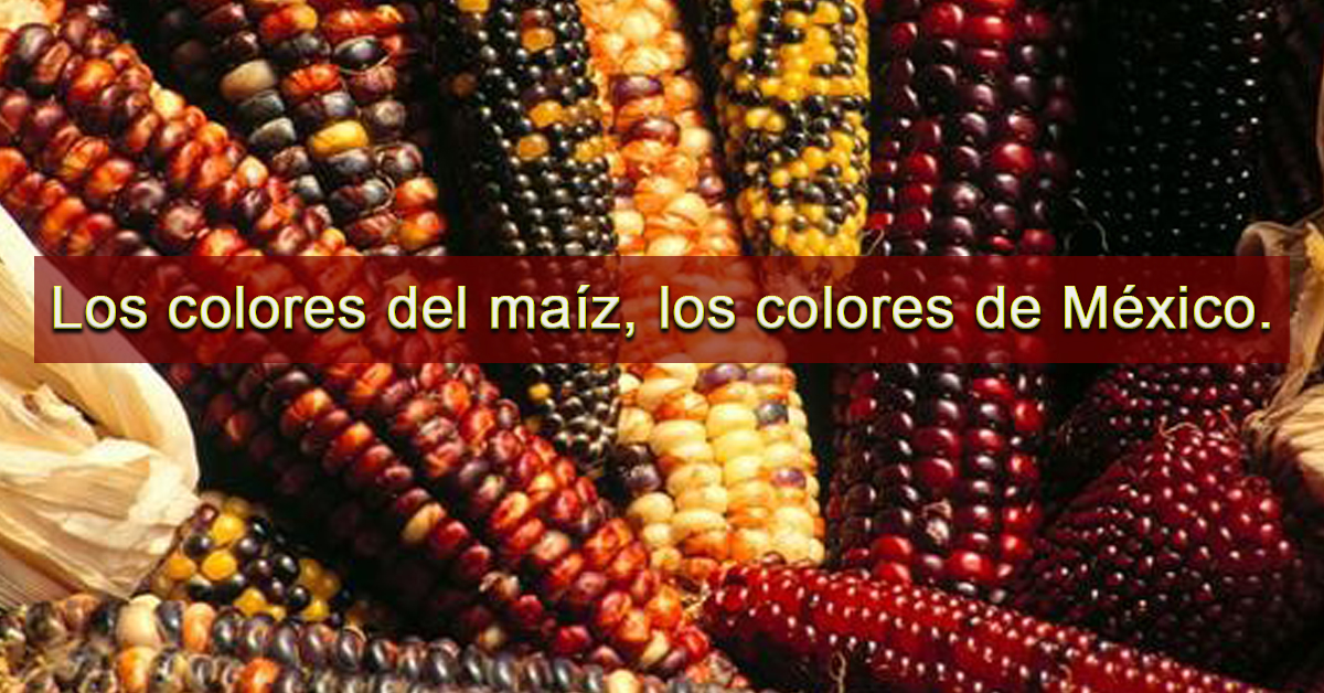Los colores del maíz, los colores de México. - Doorway to Mexico